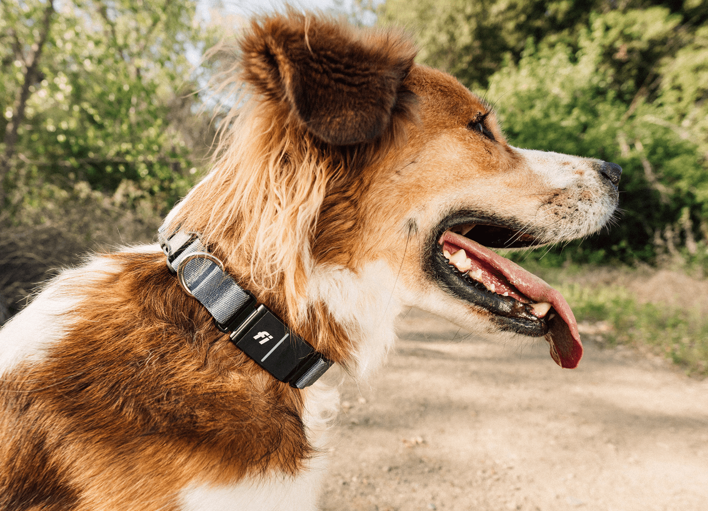 The Store | Fi Smart Dog Collar